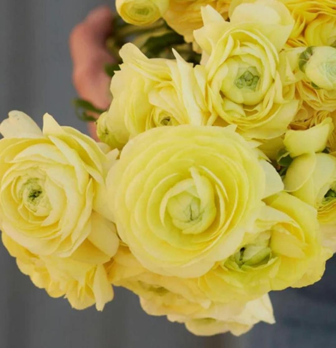 Cream Ranunculus - One LIVE Plant (PREORDER, Ships April) - Etsy