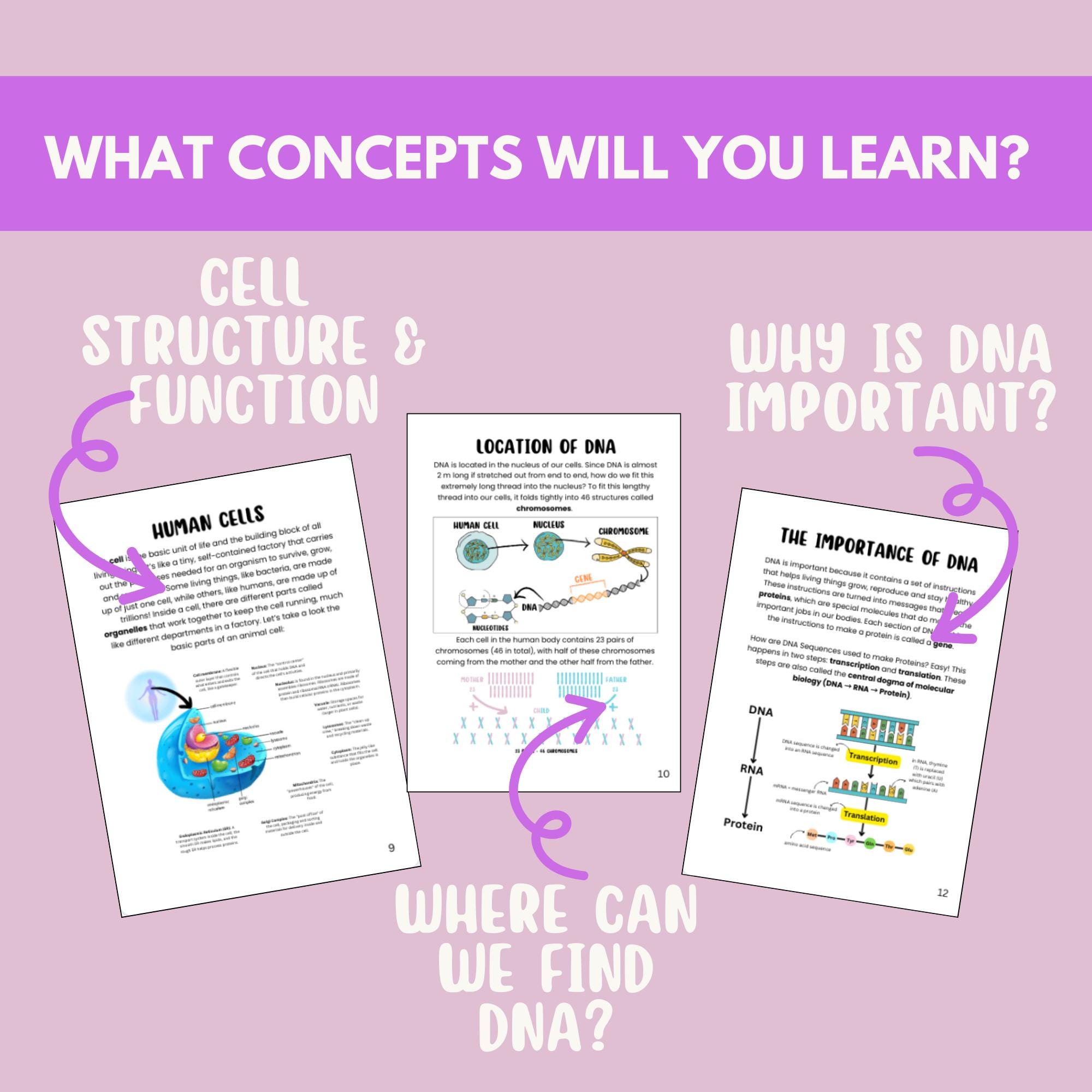 Valentine's Day DNA Science Activity: STEM Printable for Kids (PDF) - Etsy