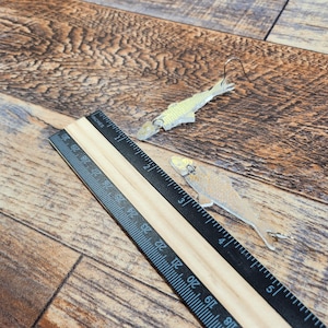 Weird Iridescent Anchovy Acrylic Laser Cut Earrings Funky Whimsical ...