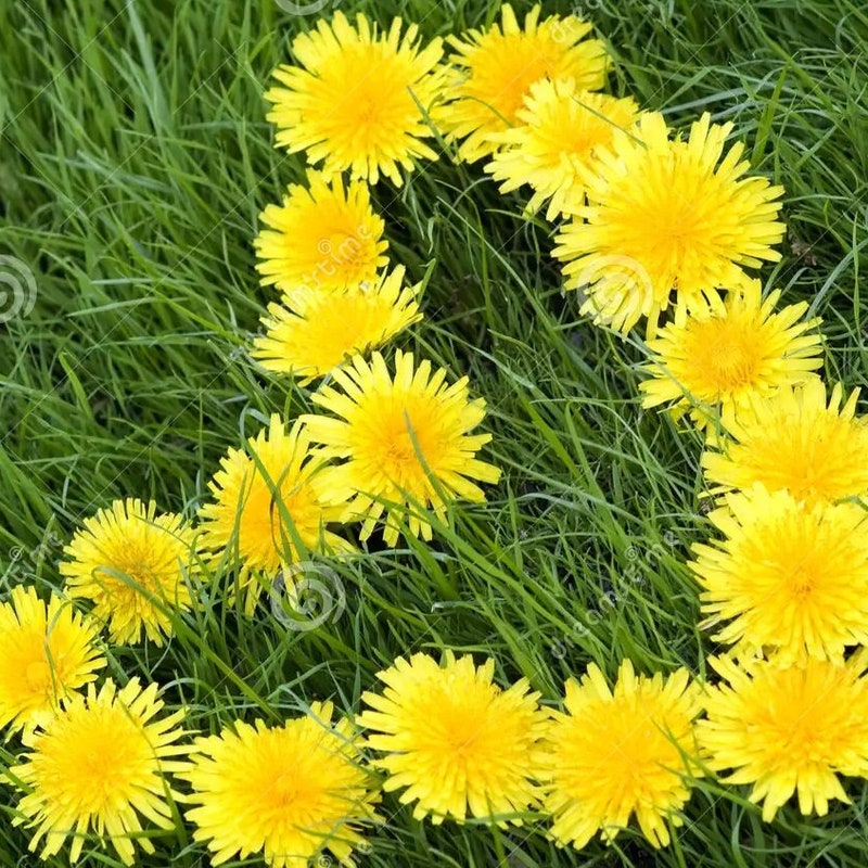 Dandelion - Etsy