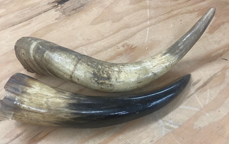 Horns Steer Horns Raw Natural. Crafting Black Powder Horn, Horn Cup ...