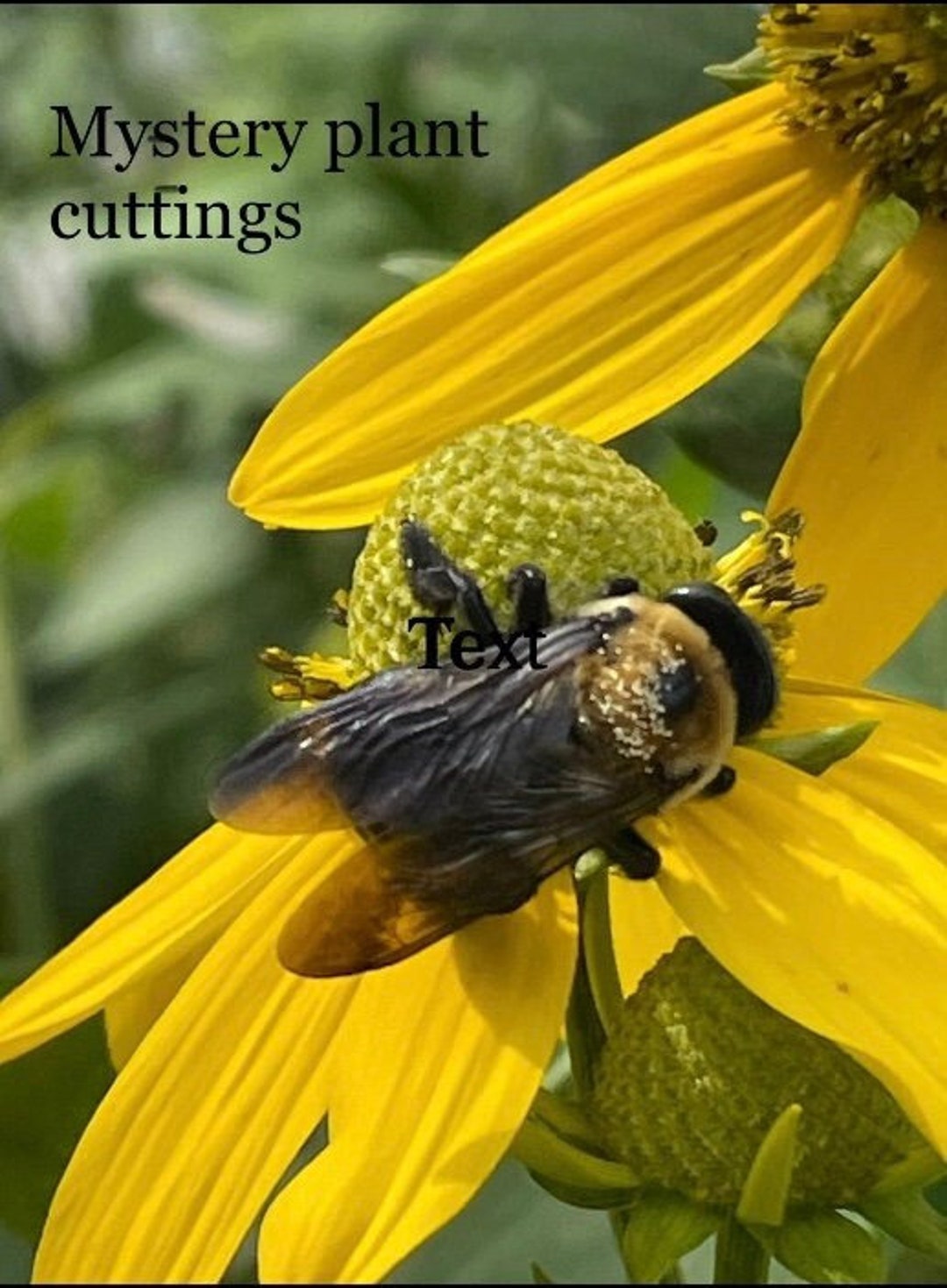 Mystery Plants - Etsy