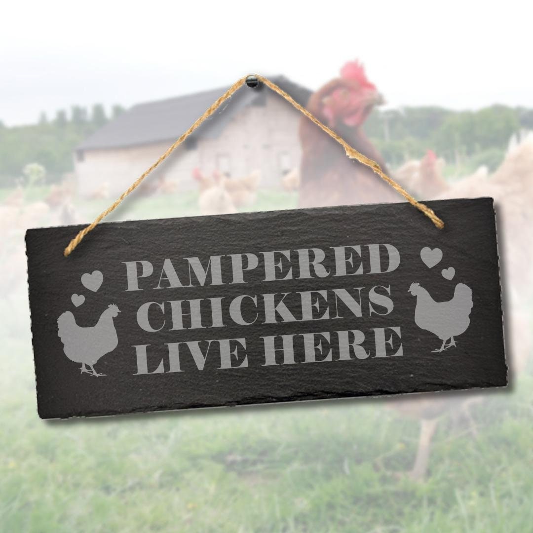 Pampered Chicken Live Here Engraved Hanging Slate Funny Shed Gift ...