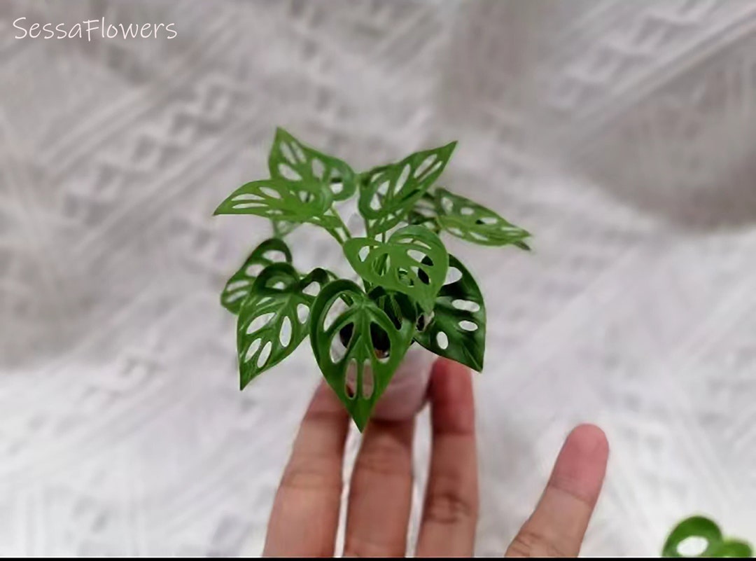 Miniature Monstera Handmade Monstera Miniature Plant Miniature Flower 1 ...