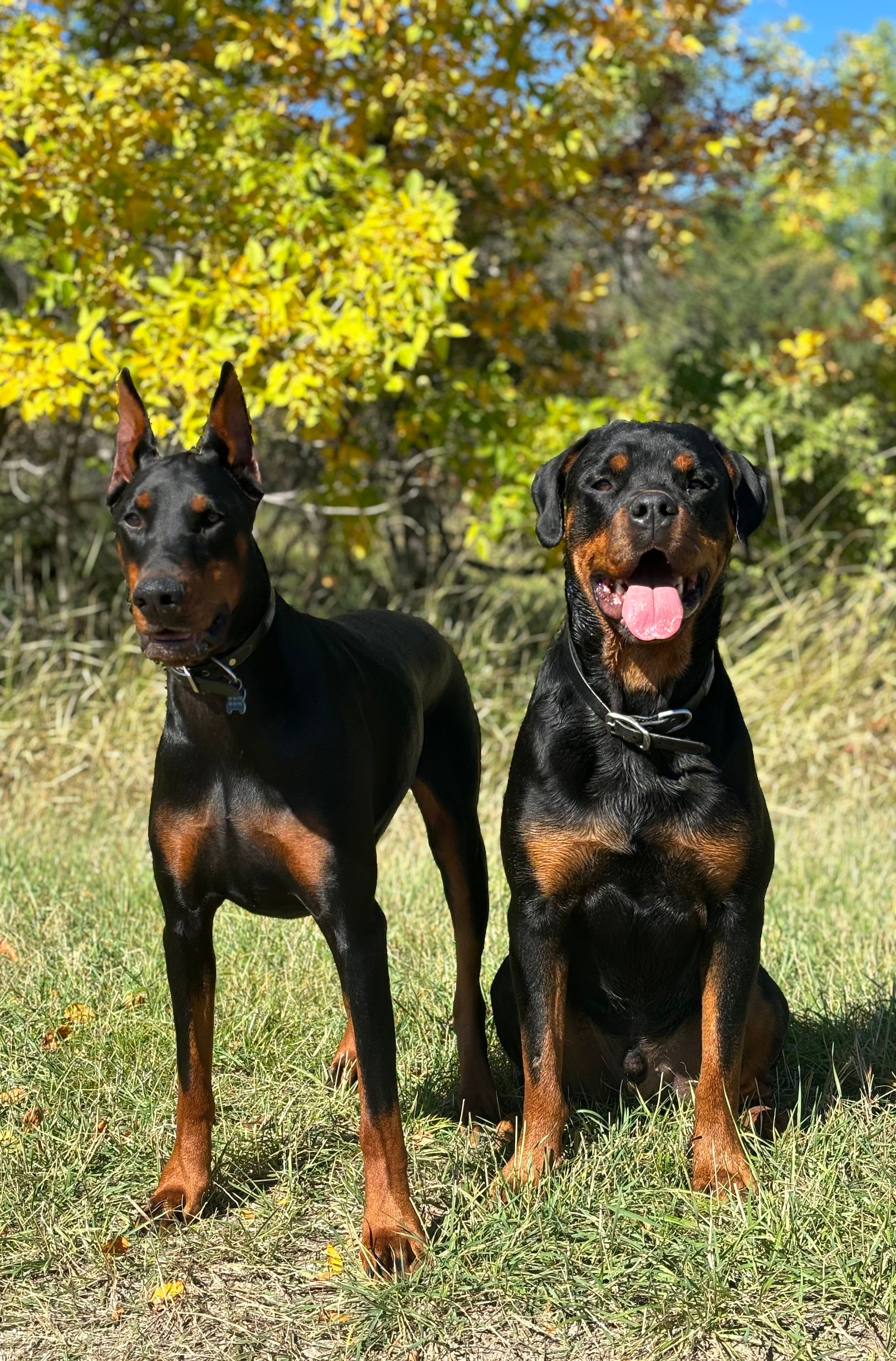 Doberman Pinscher and Rottweiler Portrait - Etsy