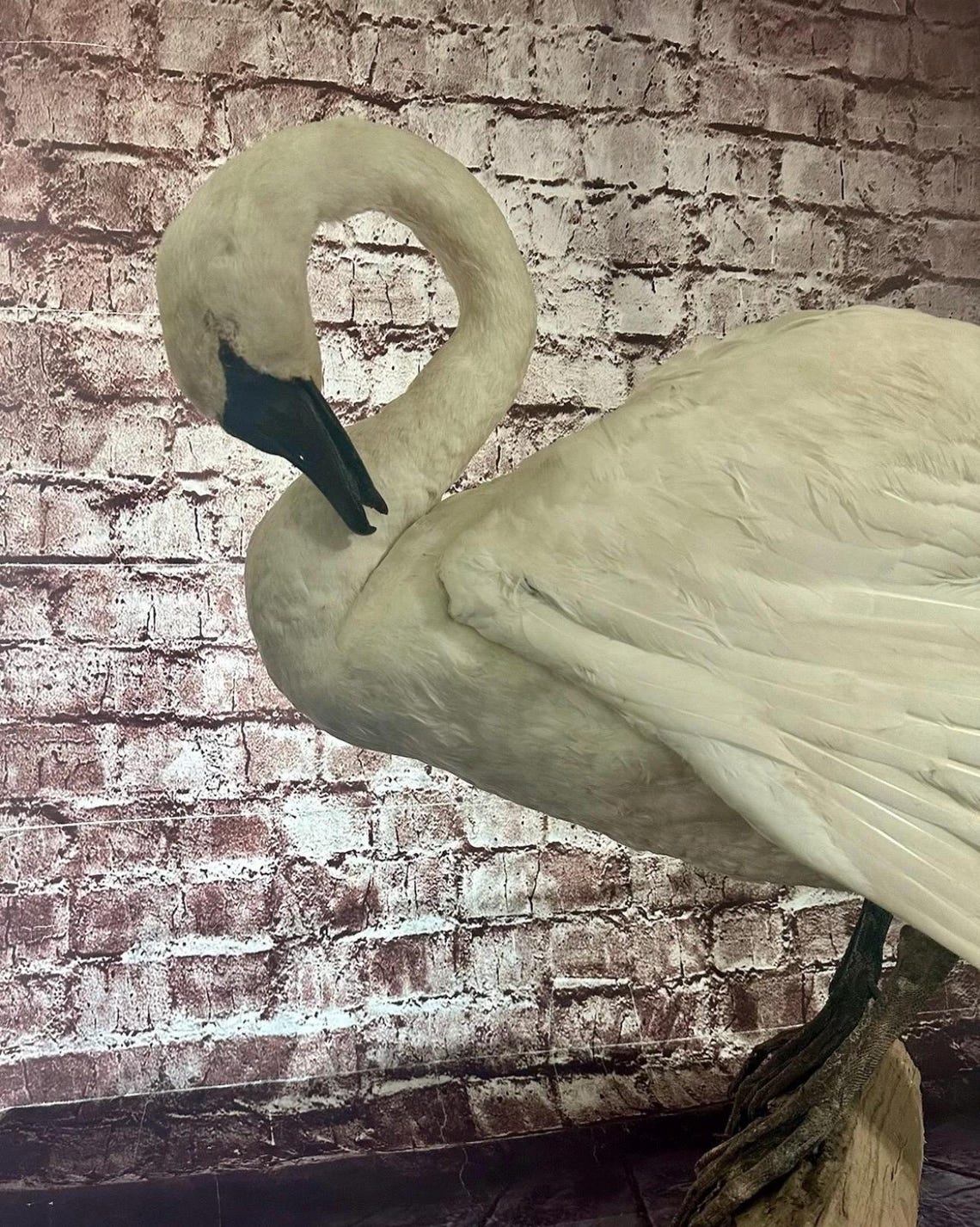 Grey Phase Taxidermy Bird Full Body Museum Quality Wood Base Gorgeous ...