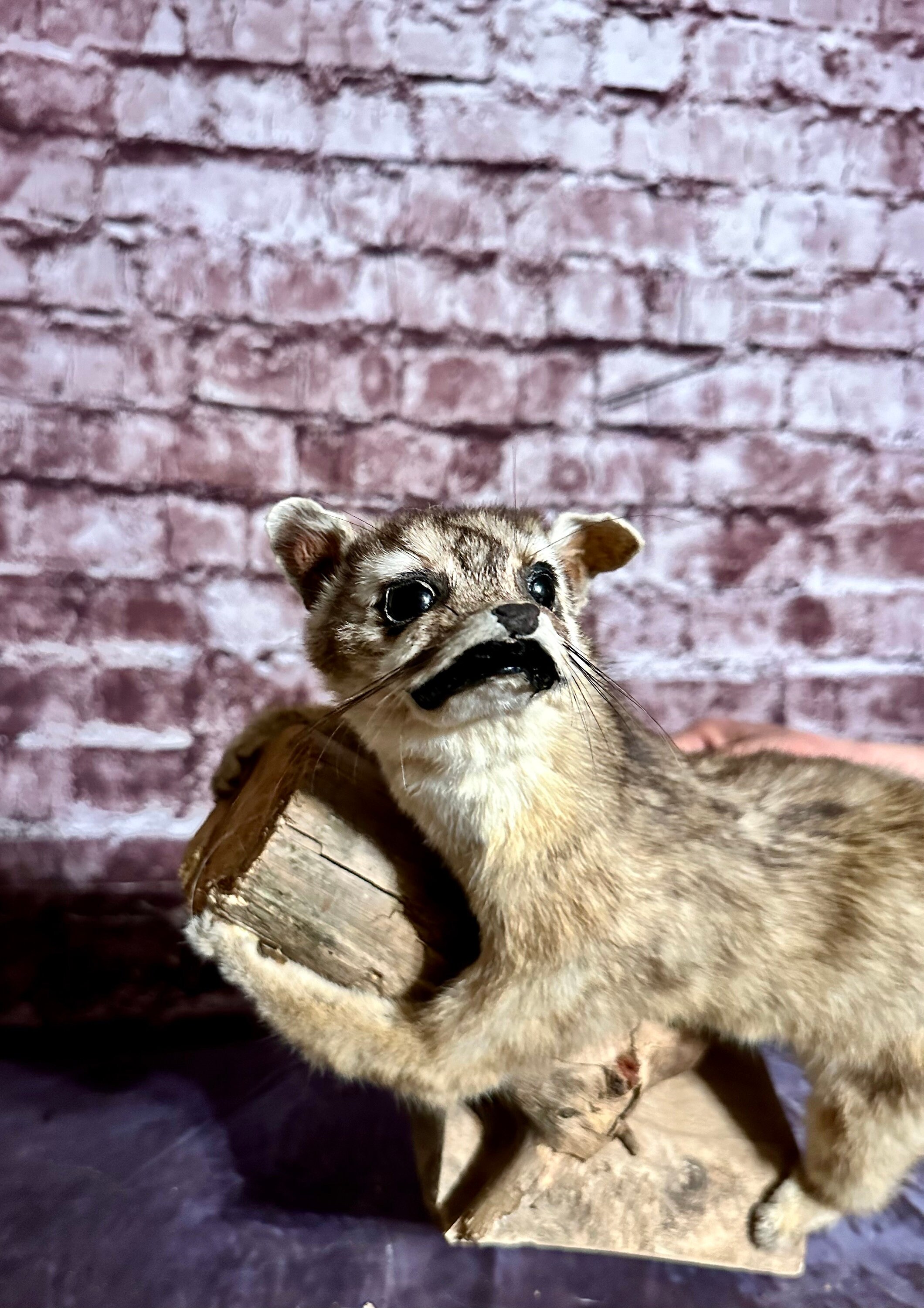 Taxidermy Ringtail Cat Wall Mount Long Tail Fur Fox Badger Full Body ...