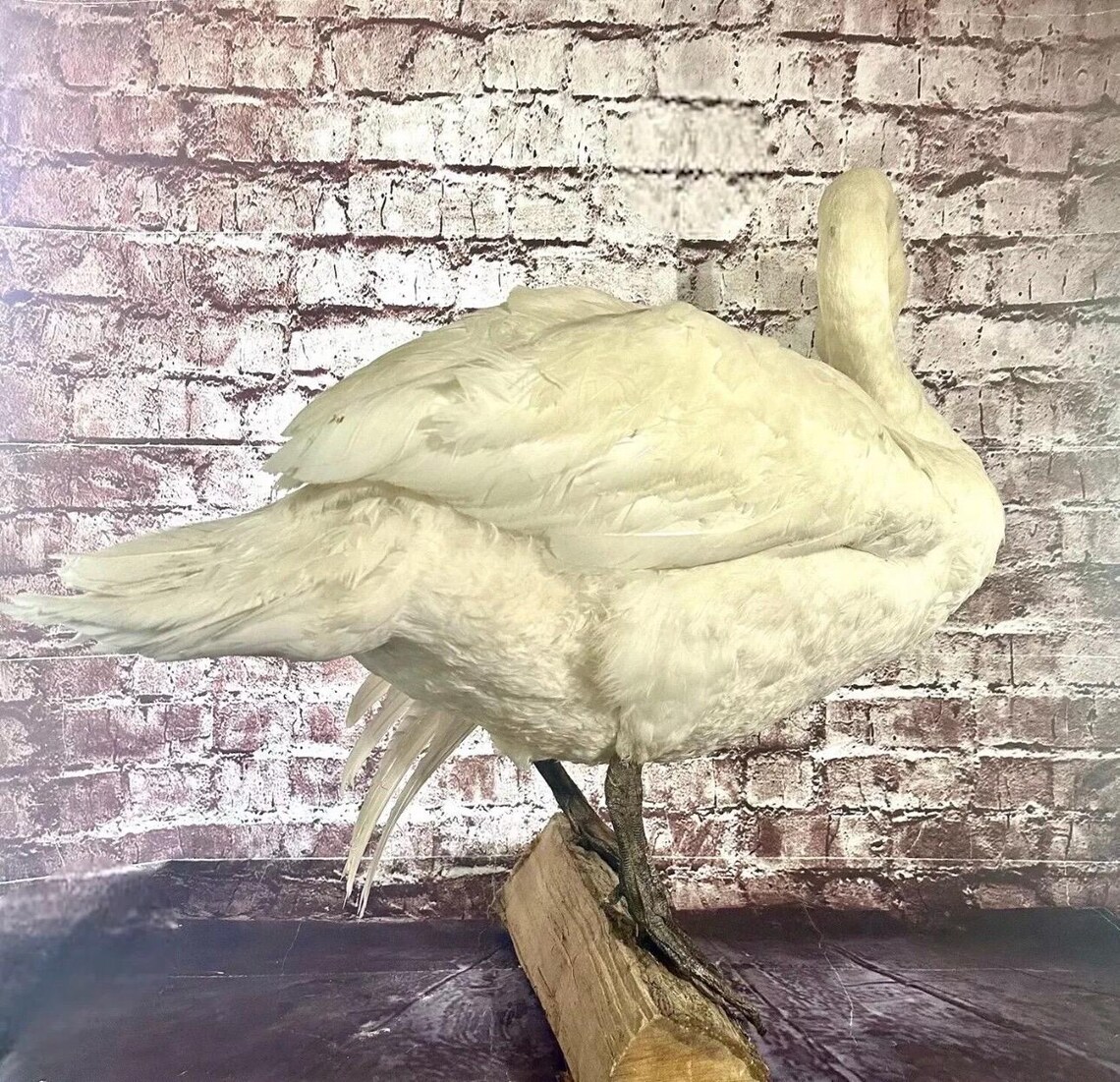 Grey Phase Taxidermy Bird Full Body Museum Quality Wood Base Gorgeous ...
