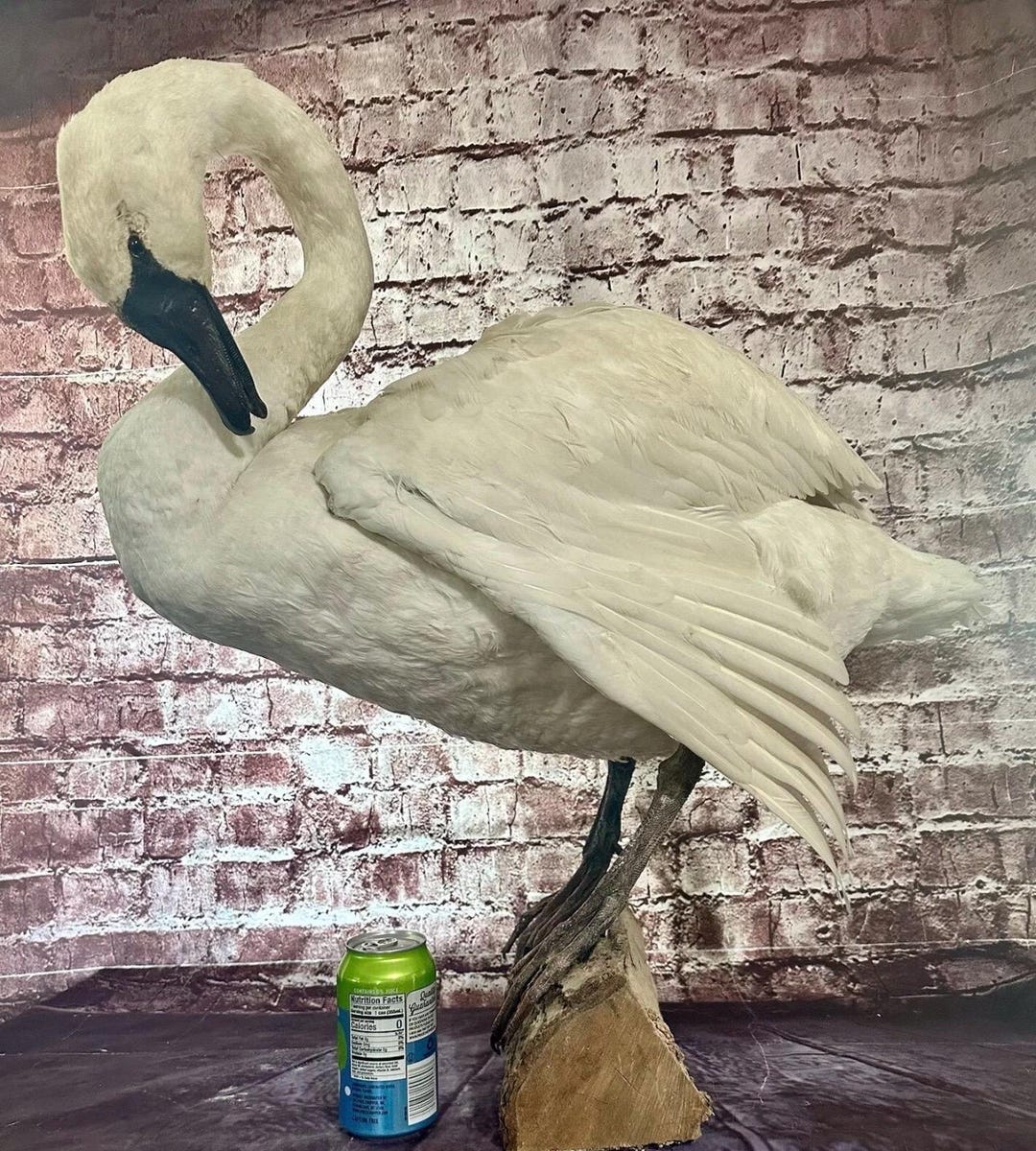 Grey Phase Taxidermy Bird Full Body Museum Quality Wood Base Gorgeous ...