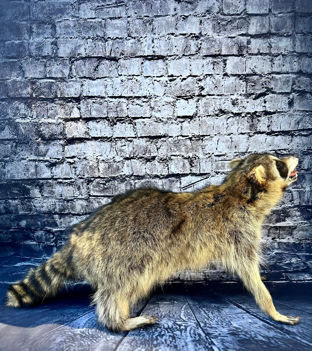 Super Cute Taxidermy Raccoon Full Body Wildlife Art Mount Fur Claws ...