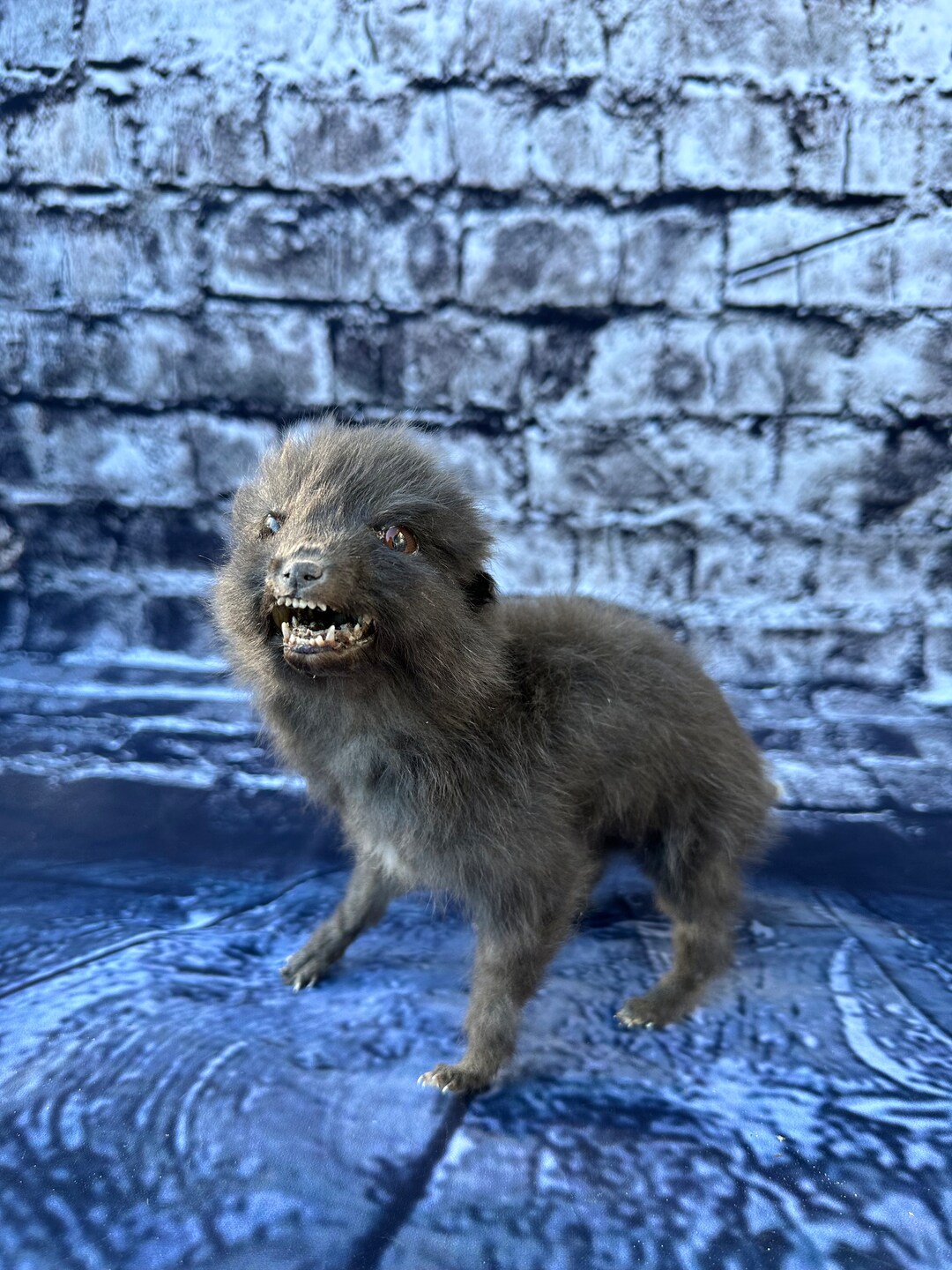 INCREDIBLE Taxidermy Baby Grey Silver Ranch Fox Adorable Rare Soft ...