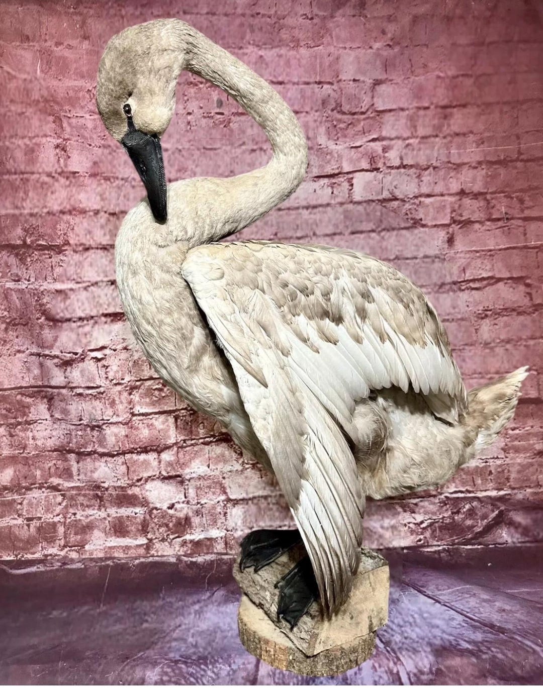 Grey Phase Taxidermy Bird Full Body Museum Quality Wood Base Gorgeous ...