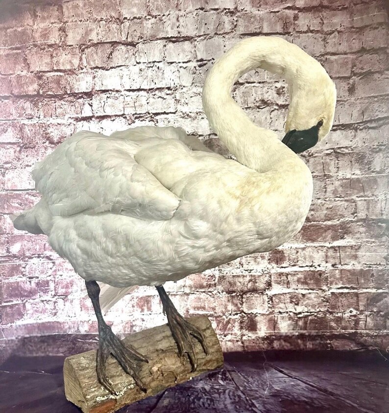 Grey Phase Taxidermy Bird Full Body Museum Quality Wood Base Gorgeous ...