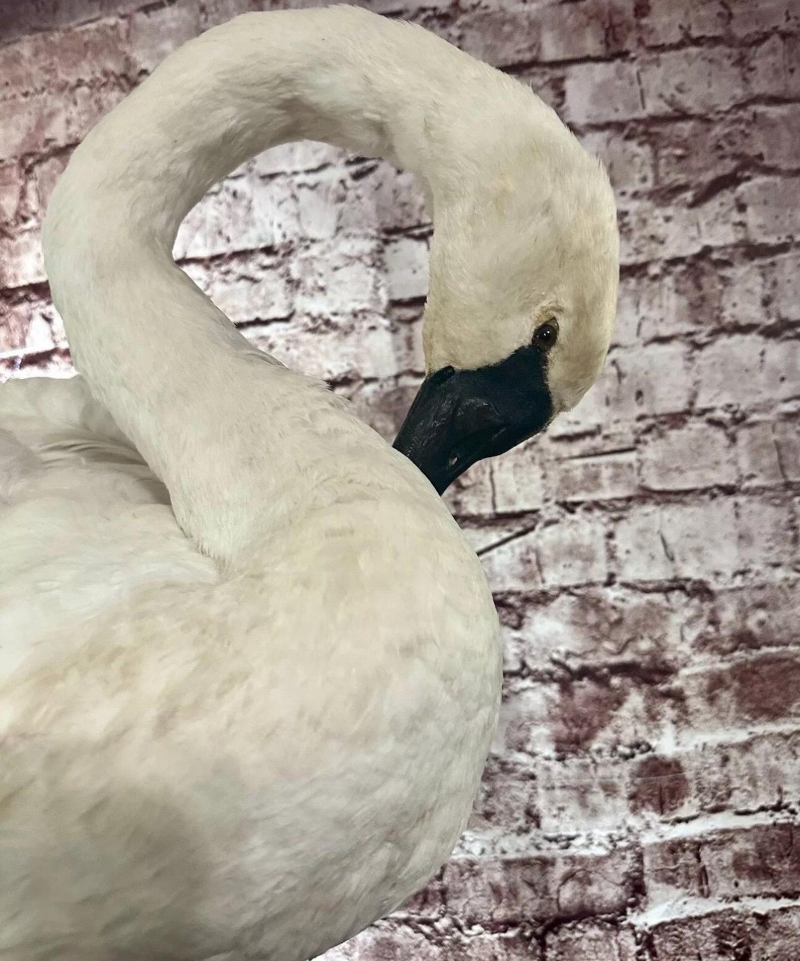 Grey Phase Taxidermy Bird Full Body Museum Quality Wood Base Gorgeous ...