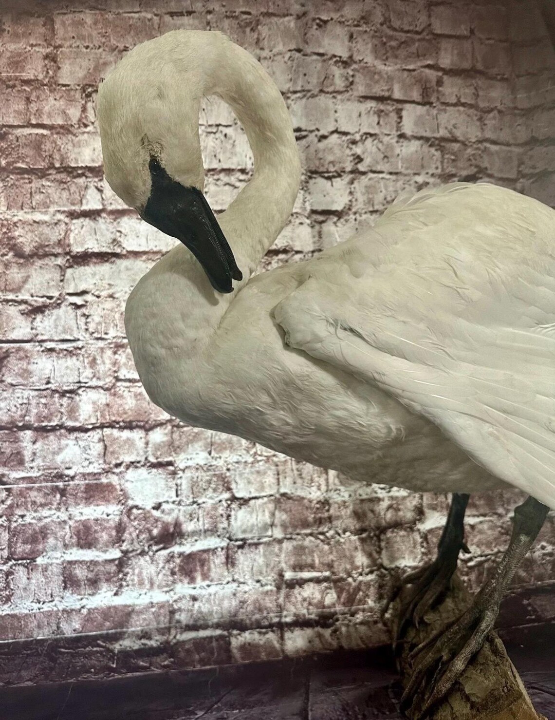 Grey Phase Taxidermy Bird Full Body Museum Quality Wood Base Gorgeous ...