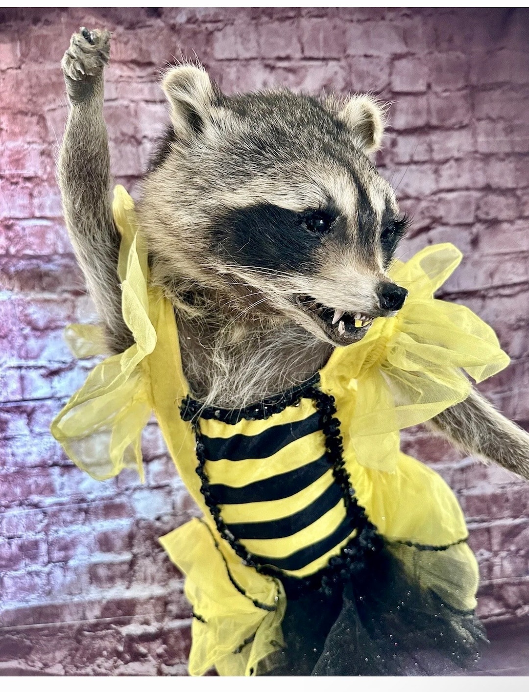 Gorgeous Female Taxidermy Dancing Raccoon Bumblebee Outfit Wildlife Art ...