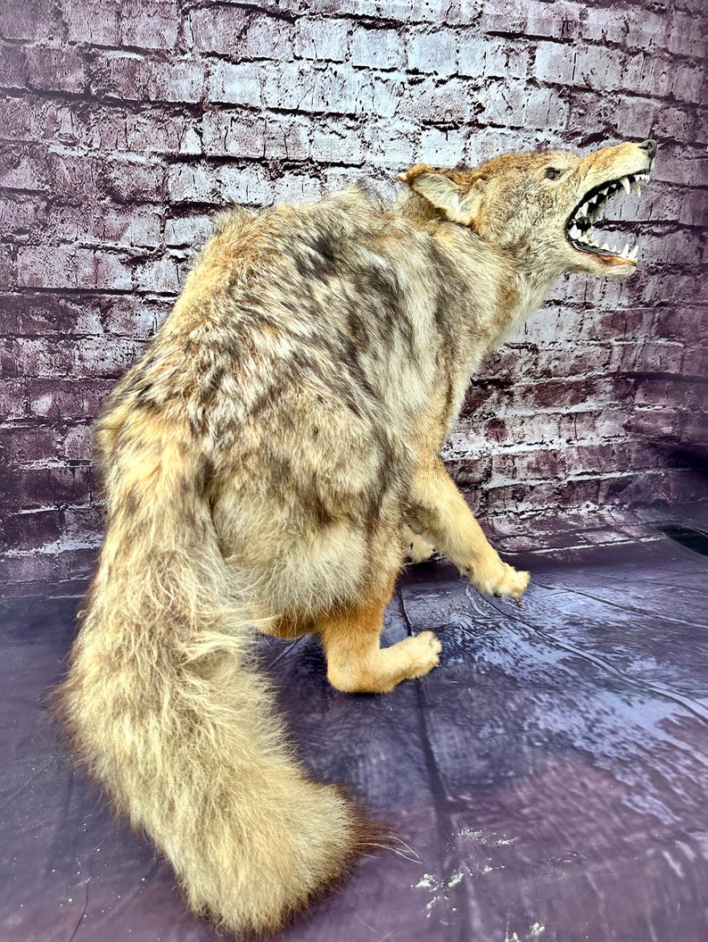 Taxidermy Snarling Eastern Coyote Fur Aggressive Full Body Mount Real ...