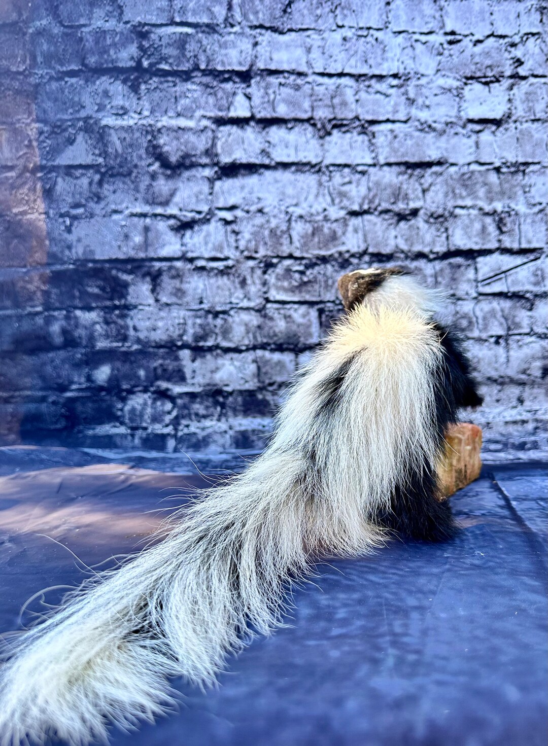 Taxidermy Furry Baby Skunk Mount Real Cabin Decor Squirrel Stuffed ...