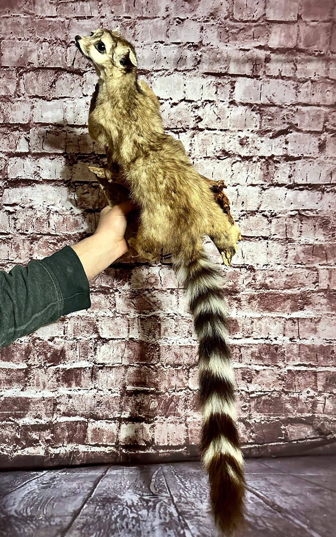 Taxidermy Ringtail Cat Wall Mount Long Tail Fur Fox Badger Full Body ...