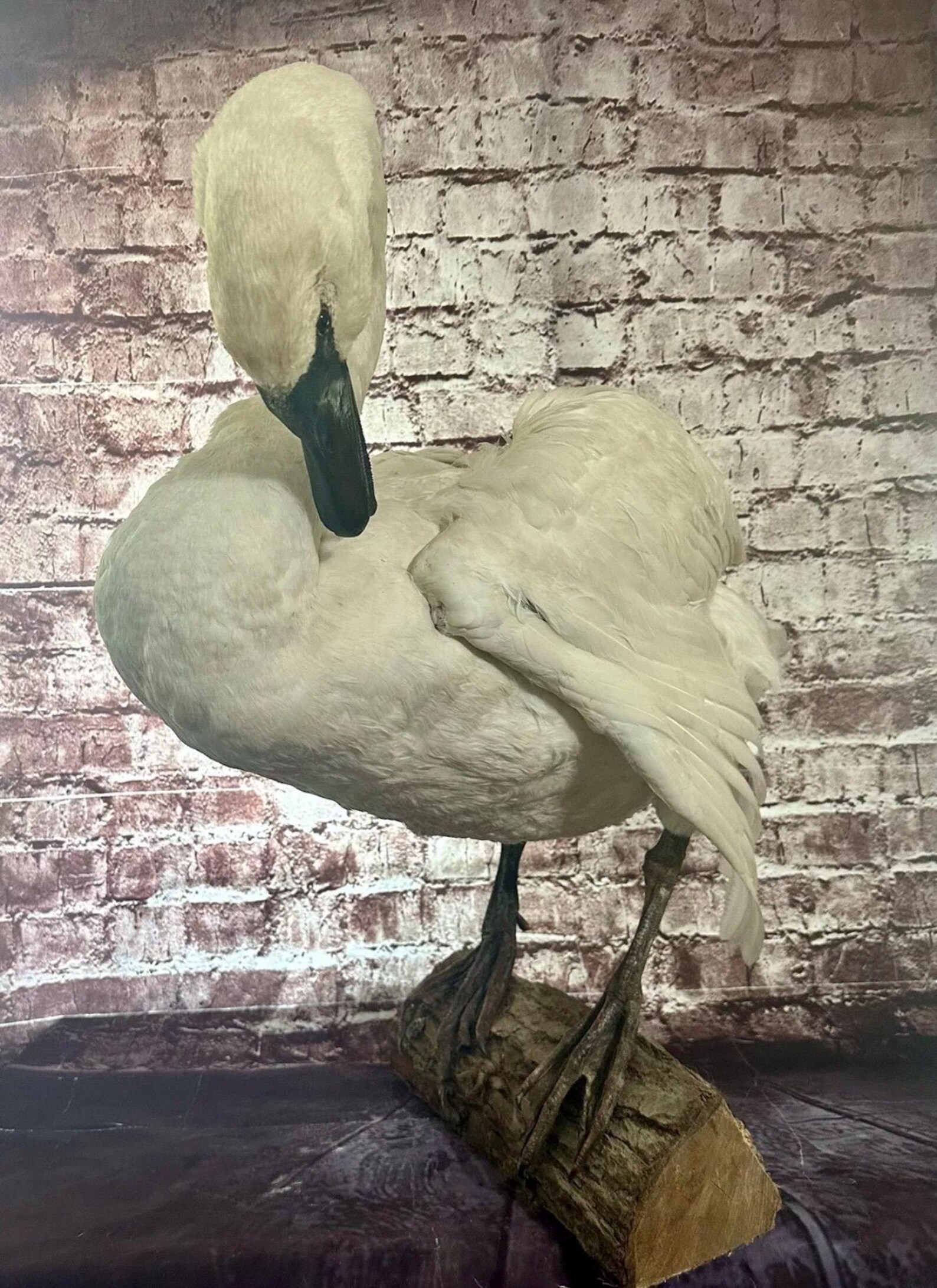 Grey Phase Taxidermy Bird Full Body Museum Quality Wood Base Gorgeous ...