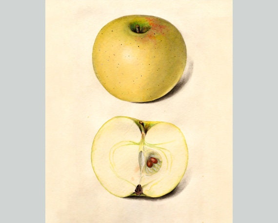 Antique Botanical Print Green Apple | Green Yellow Brown Beige ...