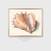 Conch Shell Print | Coastal Beach House Decor | Kitchen Dining Bathroom ...