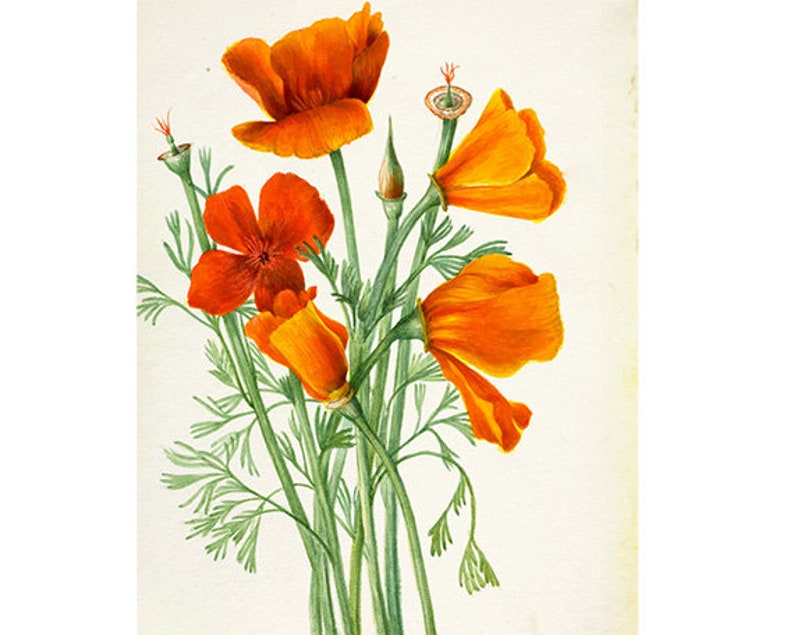 Orange Poppy Flowers | Antique Botanical Print | Floral Art | Red ...