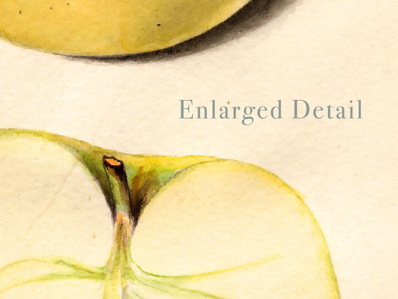 Antique Botanical Print Green Apple | Green Yellow Brown Beige ...