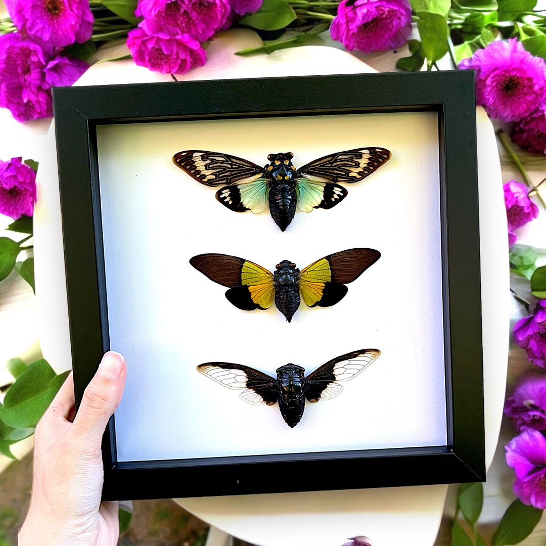 Exotic Colorful Cicada Trio Blue Yellow Framed Shadowbox Insect ...