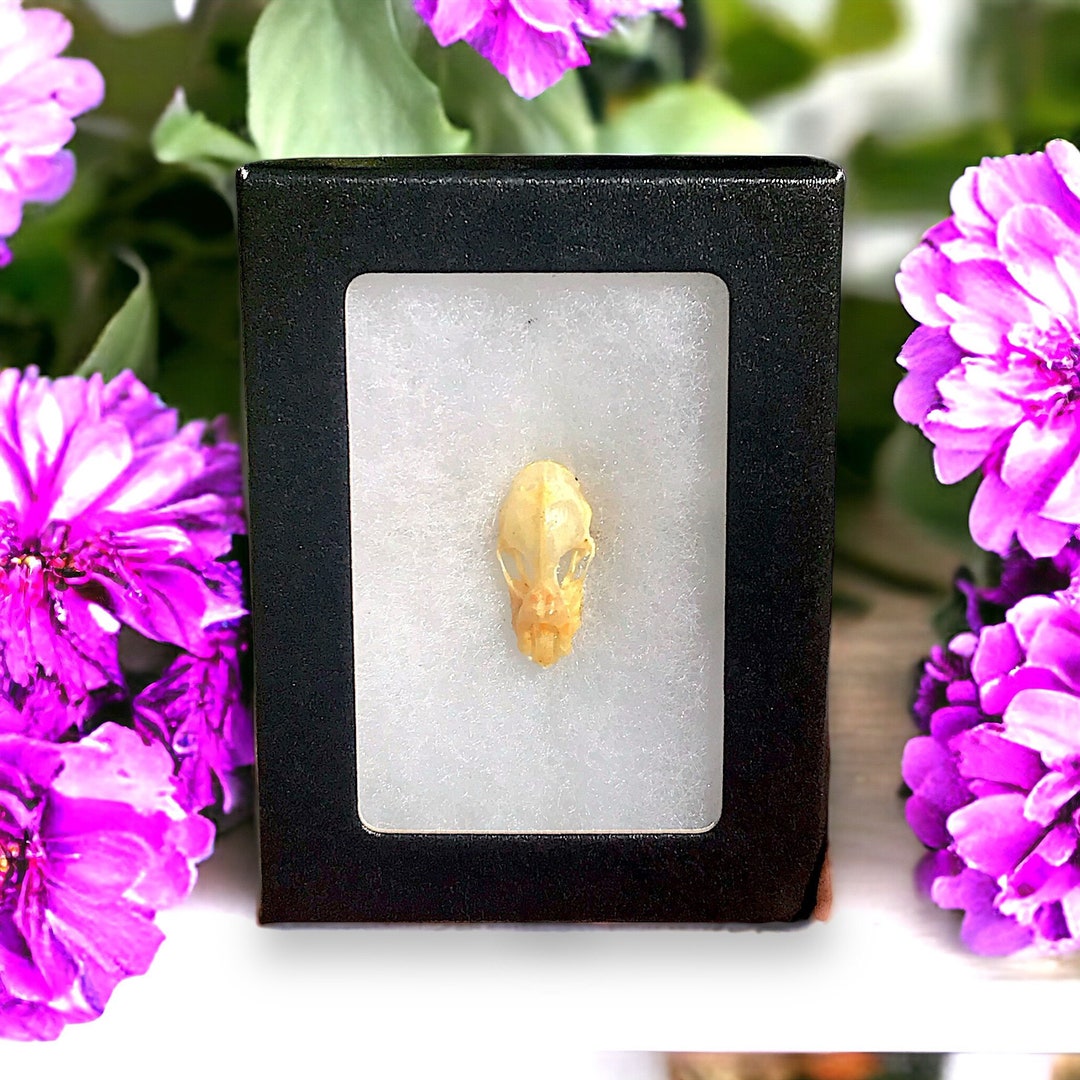 Taxidermy Bat Preserved Hanging Bat Skull in Frame, Natural History ...