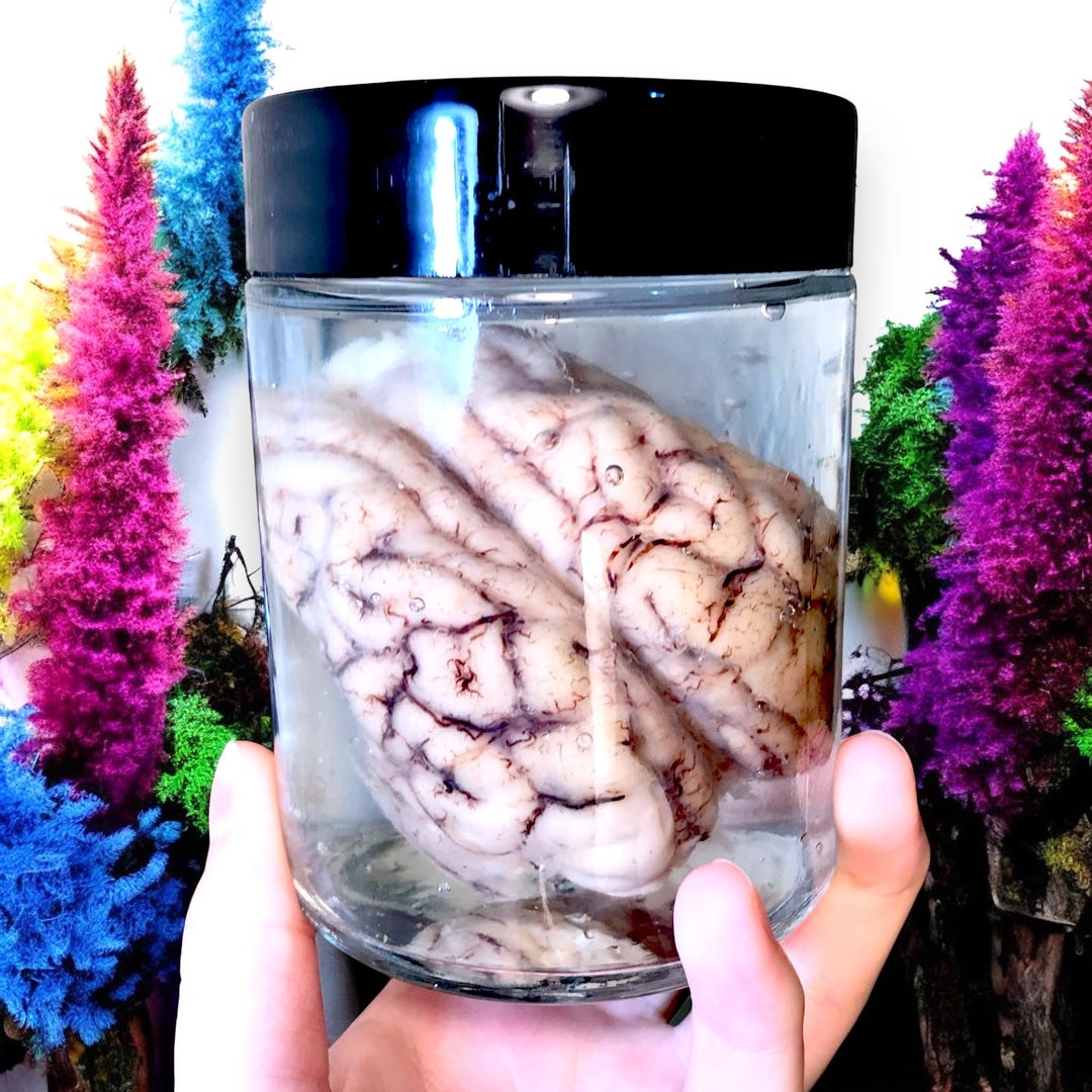 Real Sheep Brain Wet Specimen in Jar Dried Insect Dead Bug Taxidermy ...