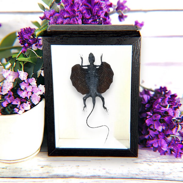 Real Pinned Bug Framed - Etsy