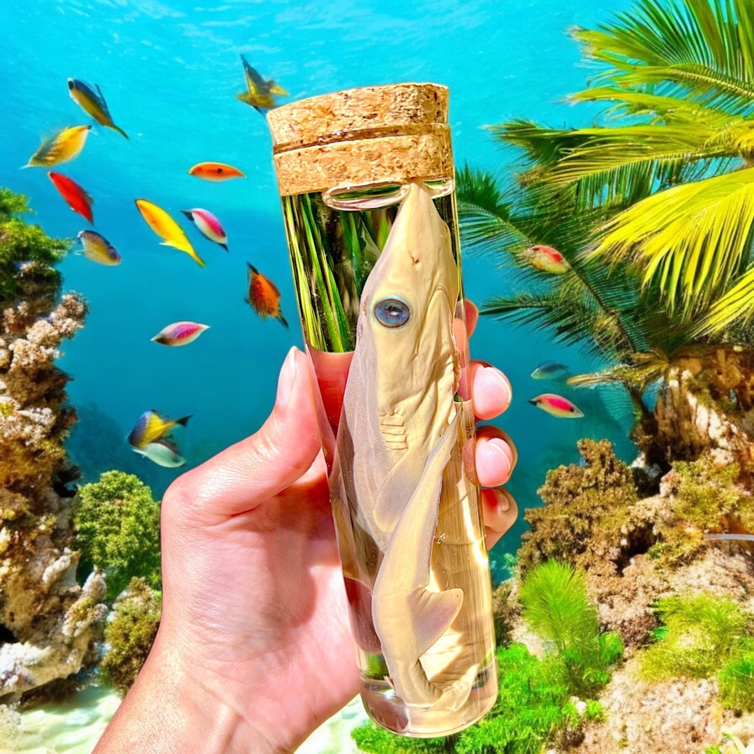 Real Cute Dogfish Shark Wet Specimen in Jar Dried Insect Dead Bug ...
