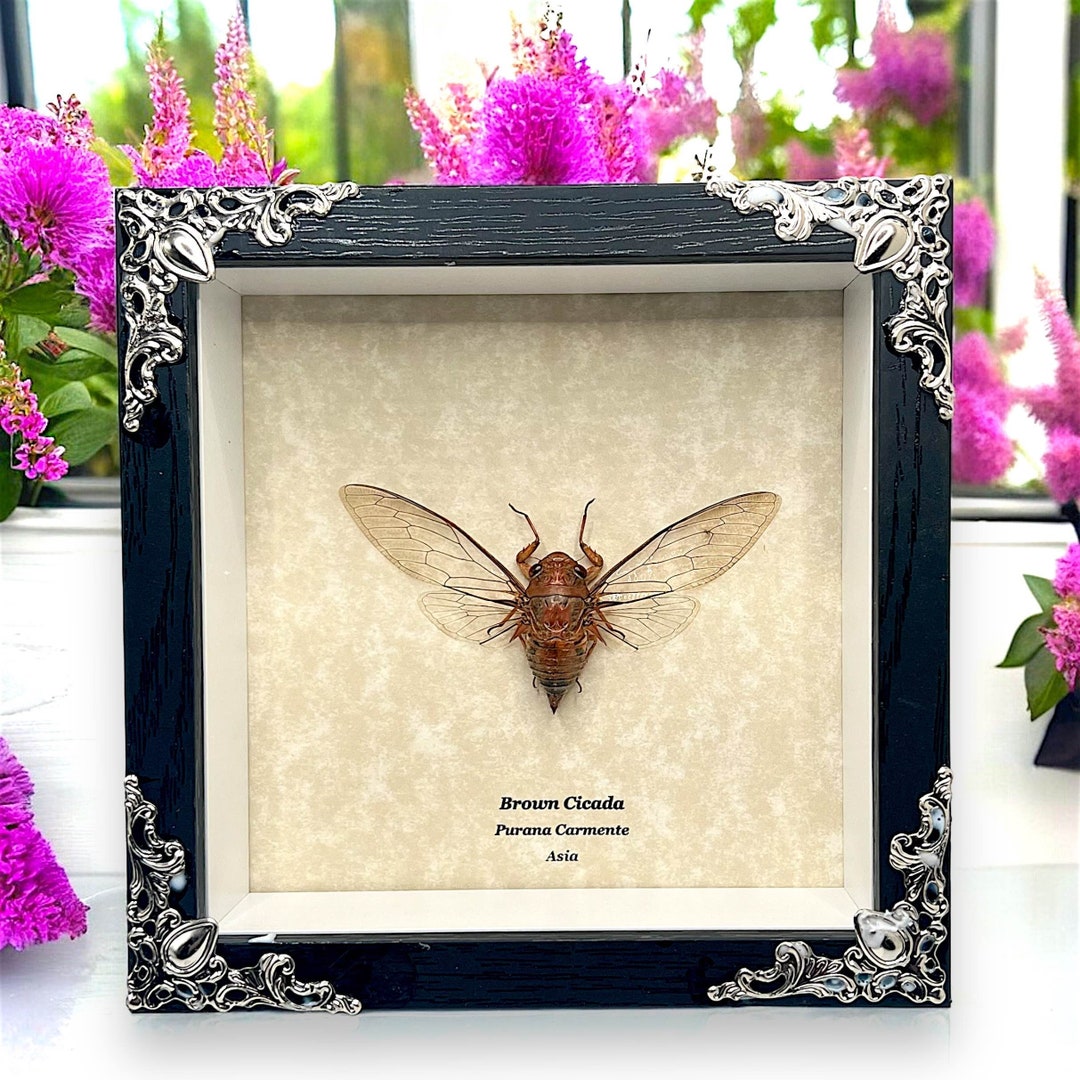 Exotic Brown Cicada Purana Carmente Framed Shadowbox, Insect Specimen ...