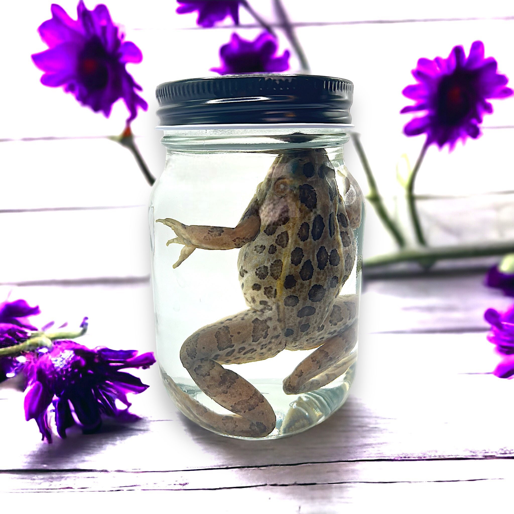 Real Taxidermy Frog Wet Specimen in Heart Glass Jar, Dead Natural ...