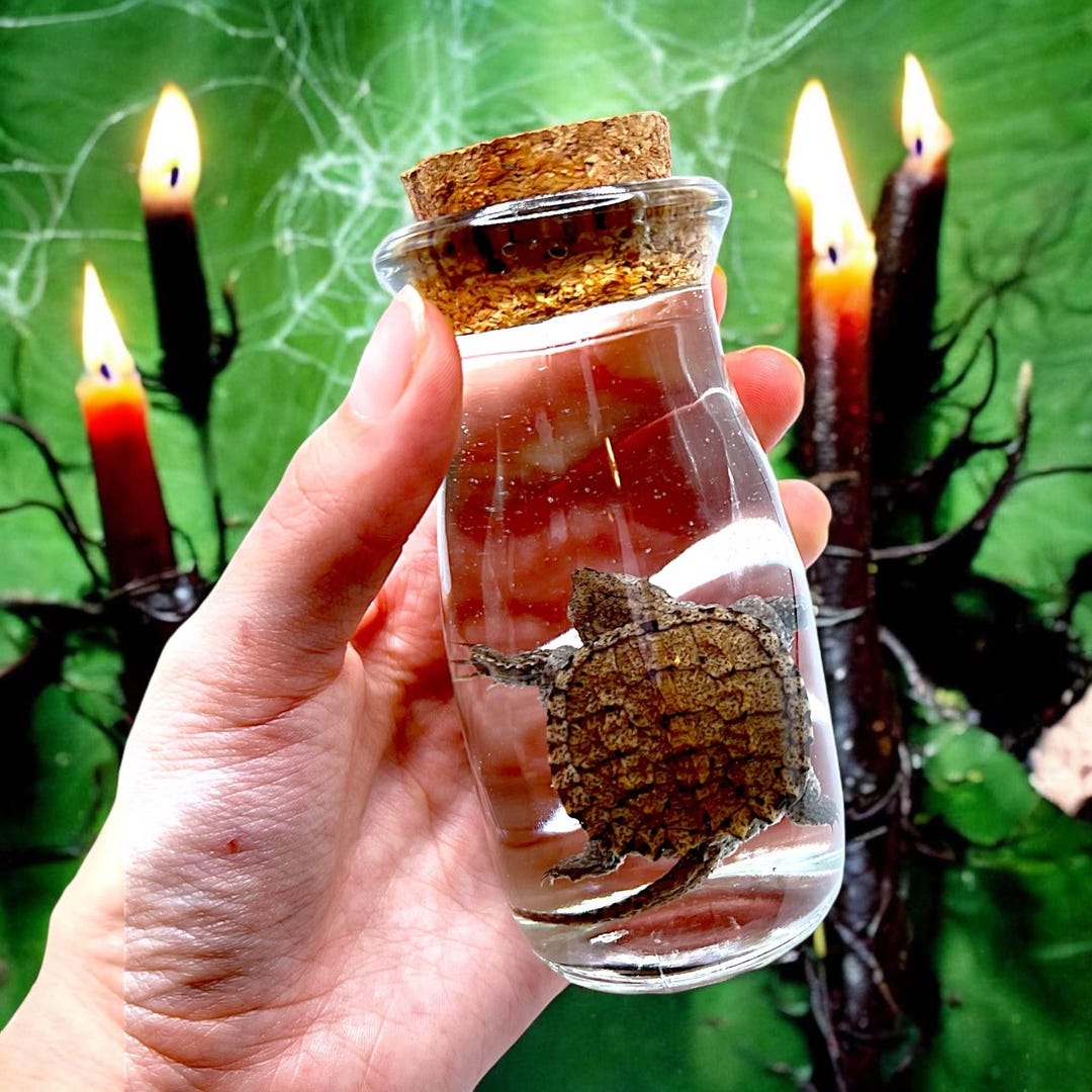Real Common Snapping Turtle Wet Specimen in Jar Dried Insect Dead Bug ...