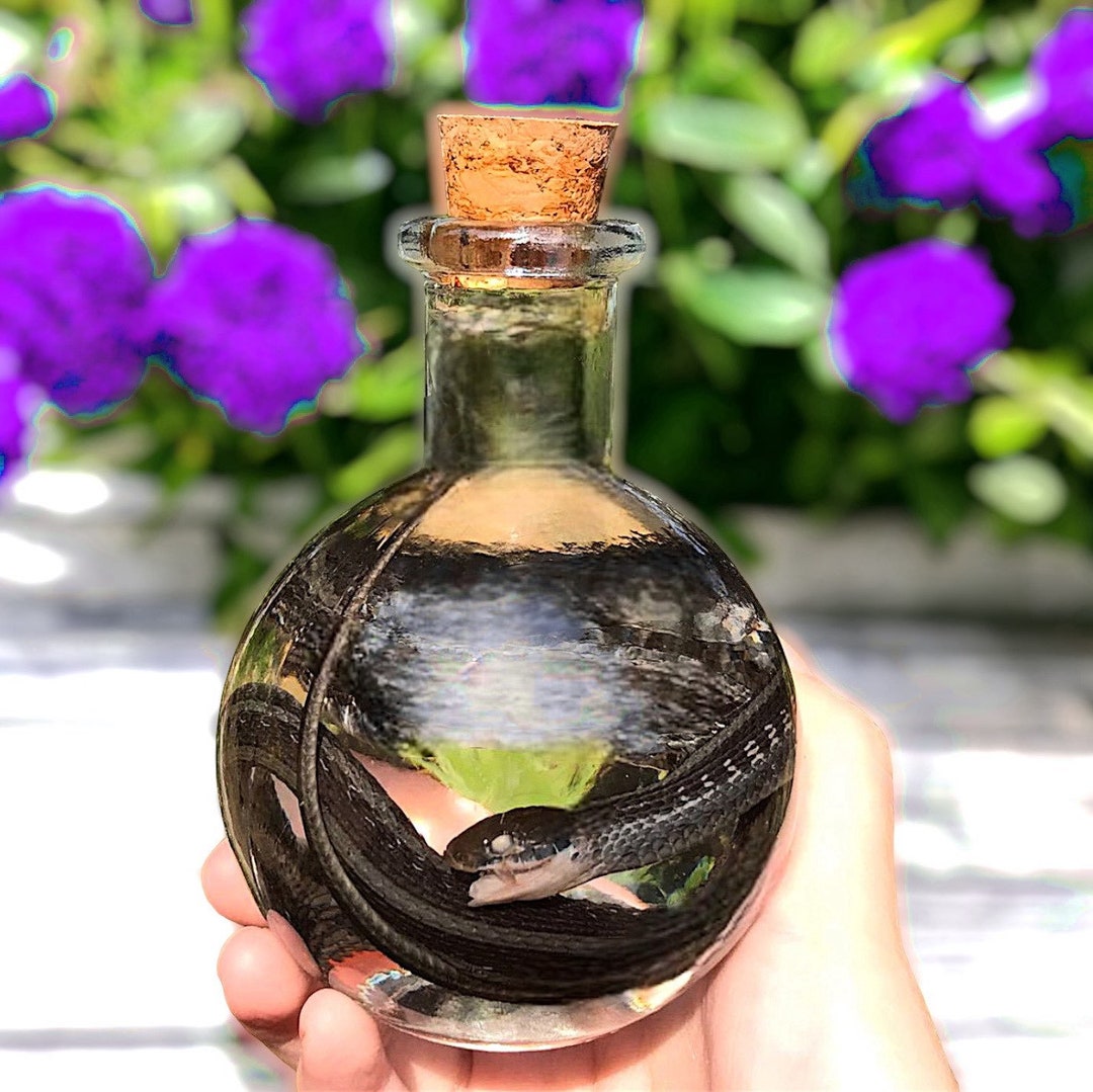 Real Snake Orb Wet Specimen in Heart Jar, Oddities Collection, Creepy ...