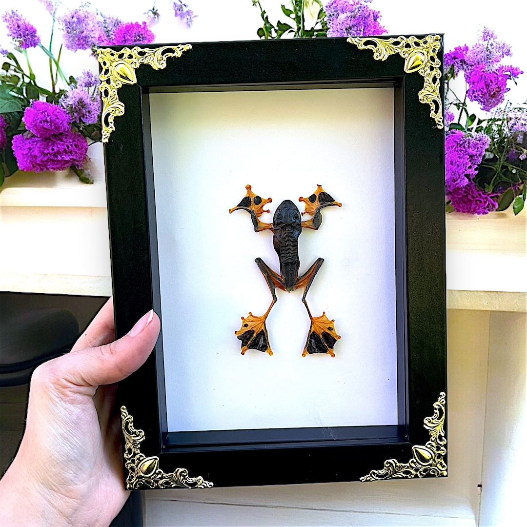 Rhaco Frog Framed in Shadowbox Insect Specimen Oddities Entomology Taxidermy Bug Supplies Animal ...