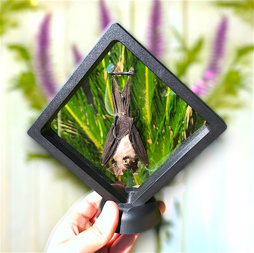 Taxidermy Bat Preserved Framed Bat in Frame Display Natural History ...