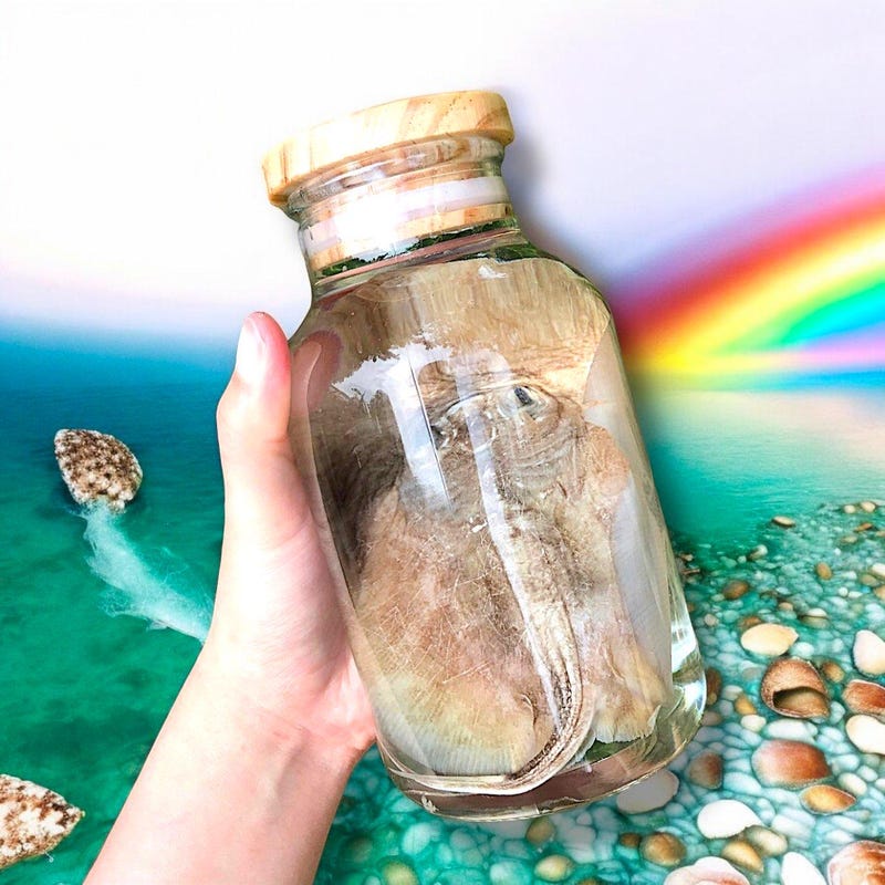 Shark Wet Specimen - Etsy