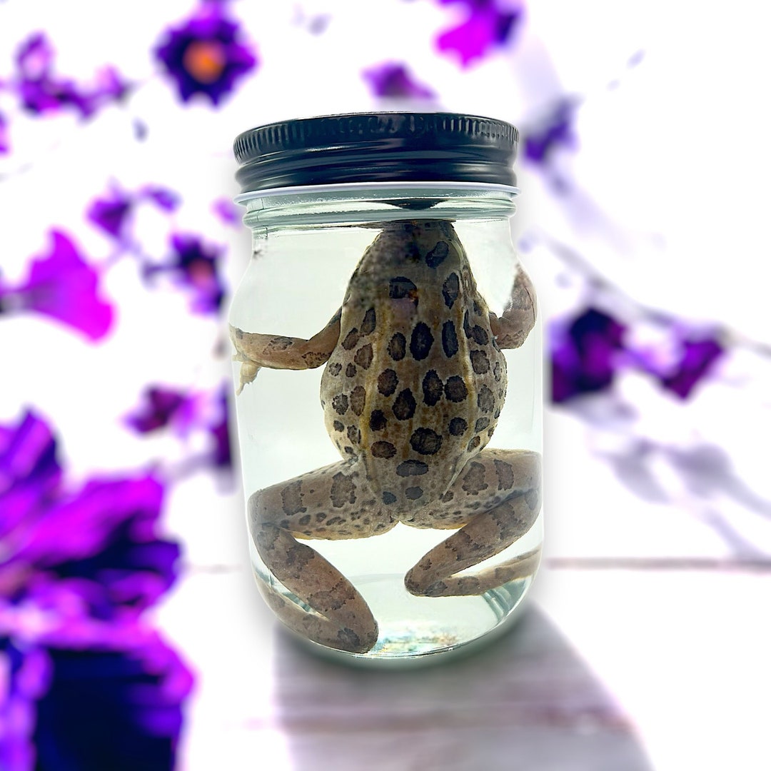 Real Taxidermy Frog Wet Specimen in Glass Jar, Dead Natural History ...
