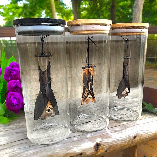 Taxidermy Bat - Etsy