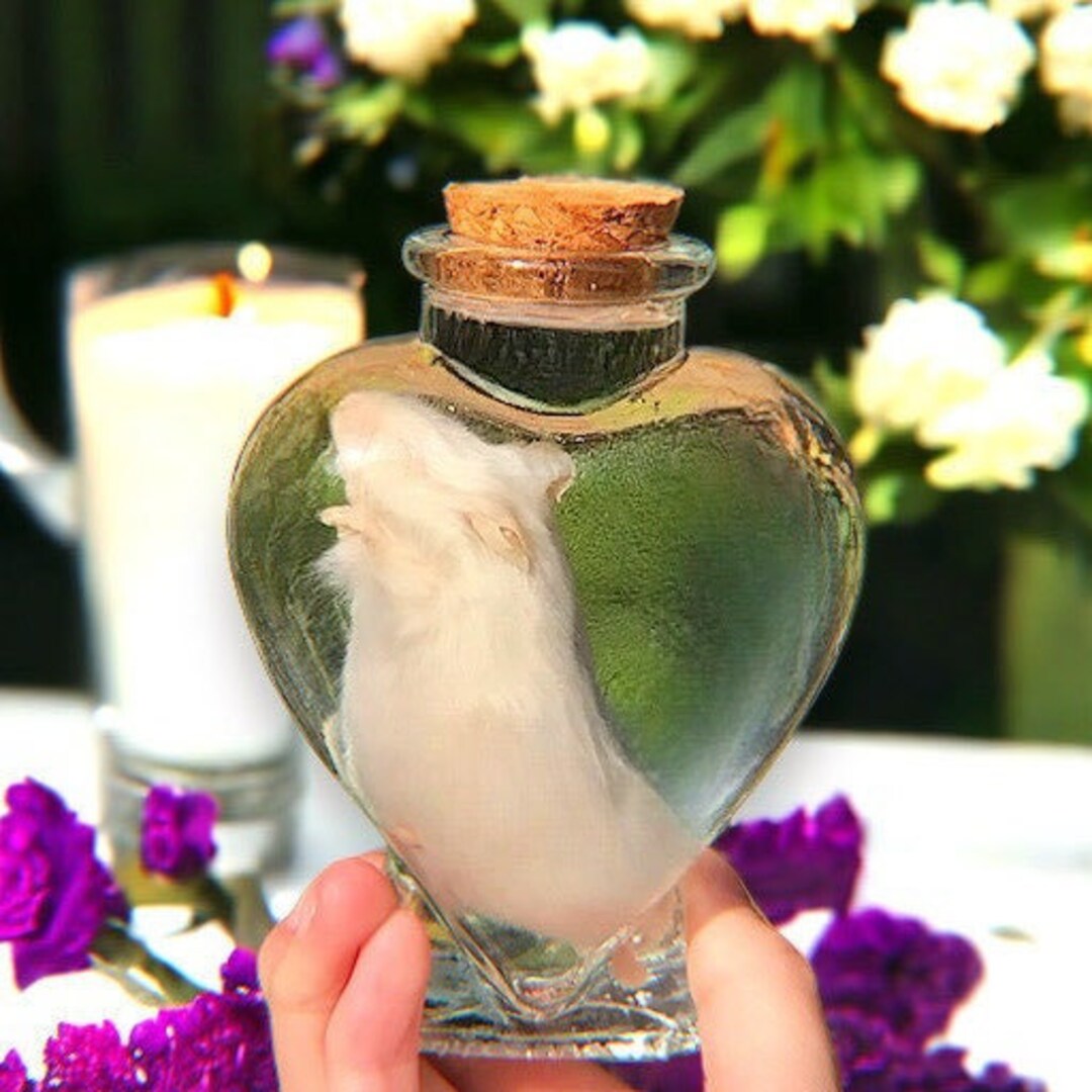 Cute Taxidermy Mouse Wet Specimen in Heart Glass Jar, Mice Natural ...