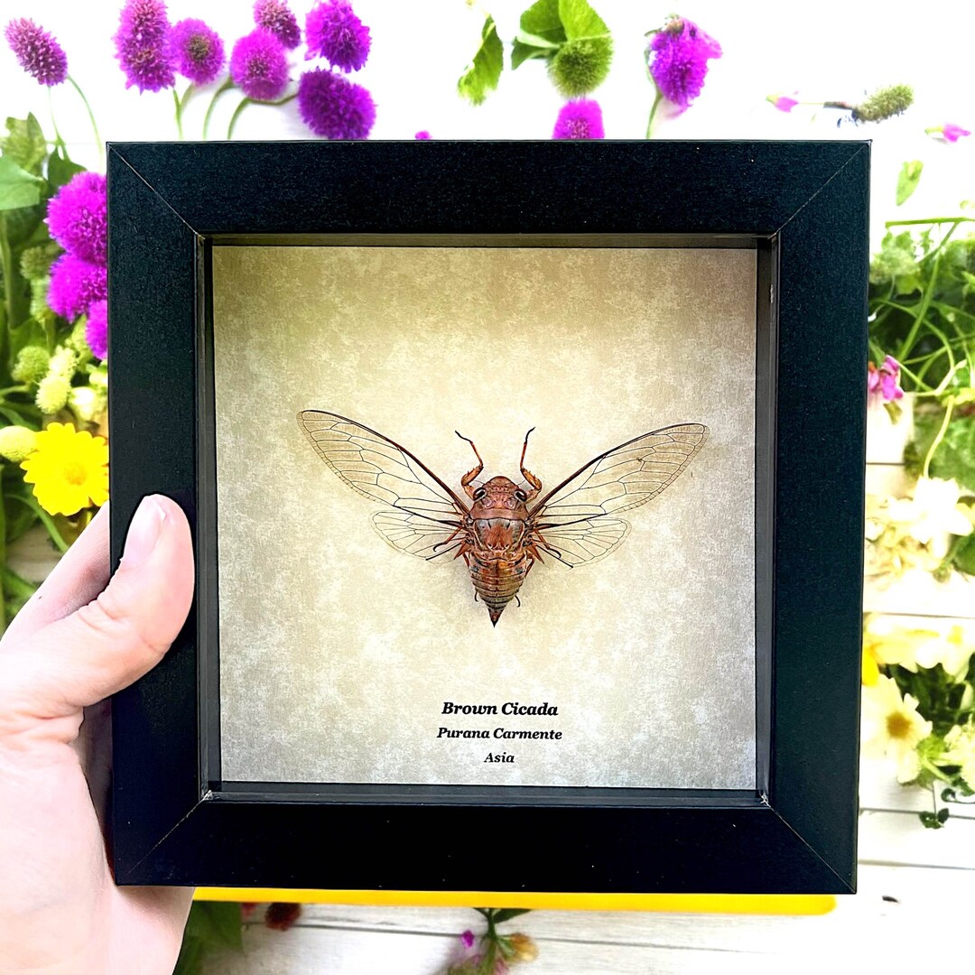Exotic Brown Cicada Purana Carmente Framed Shadowbox, Insect Specimen ...