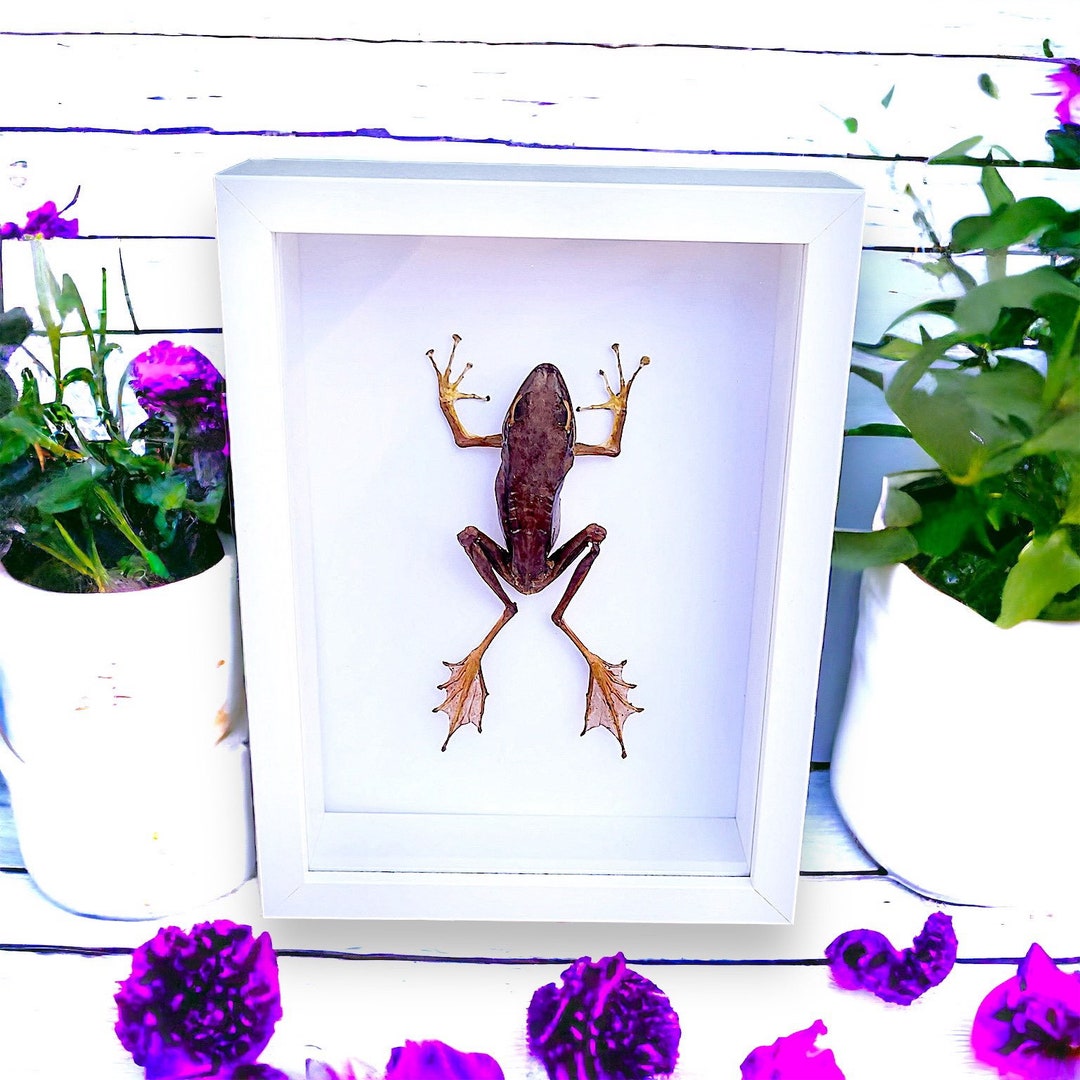 Real Common Tree Frog Framed in Shadowbox, Insect Specimen Oddities Entomology Taxidermy Bug ...