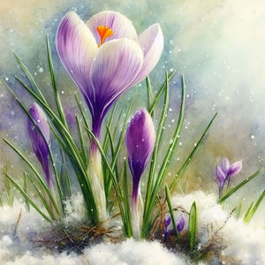 Crocus in Snow Clip Art Bundle 10 High Res Watercolor Jpgs for Junk ...
