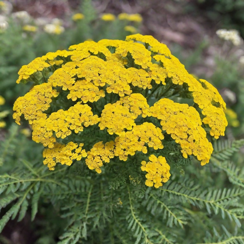 Yarrow 'little Moonshine' (live Plant) - Etsy