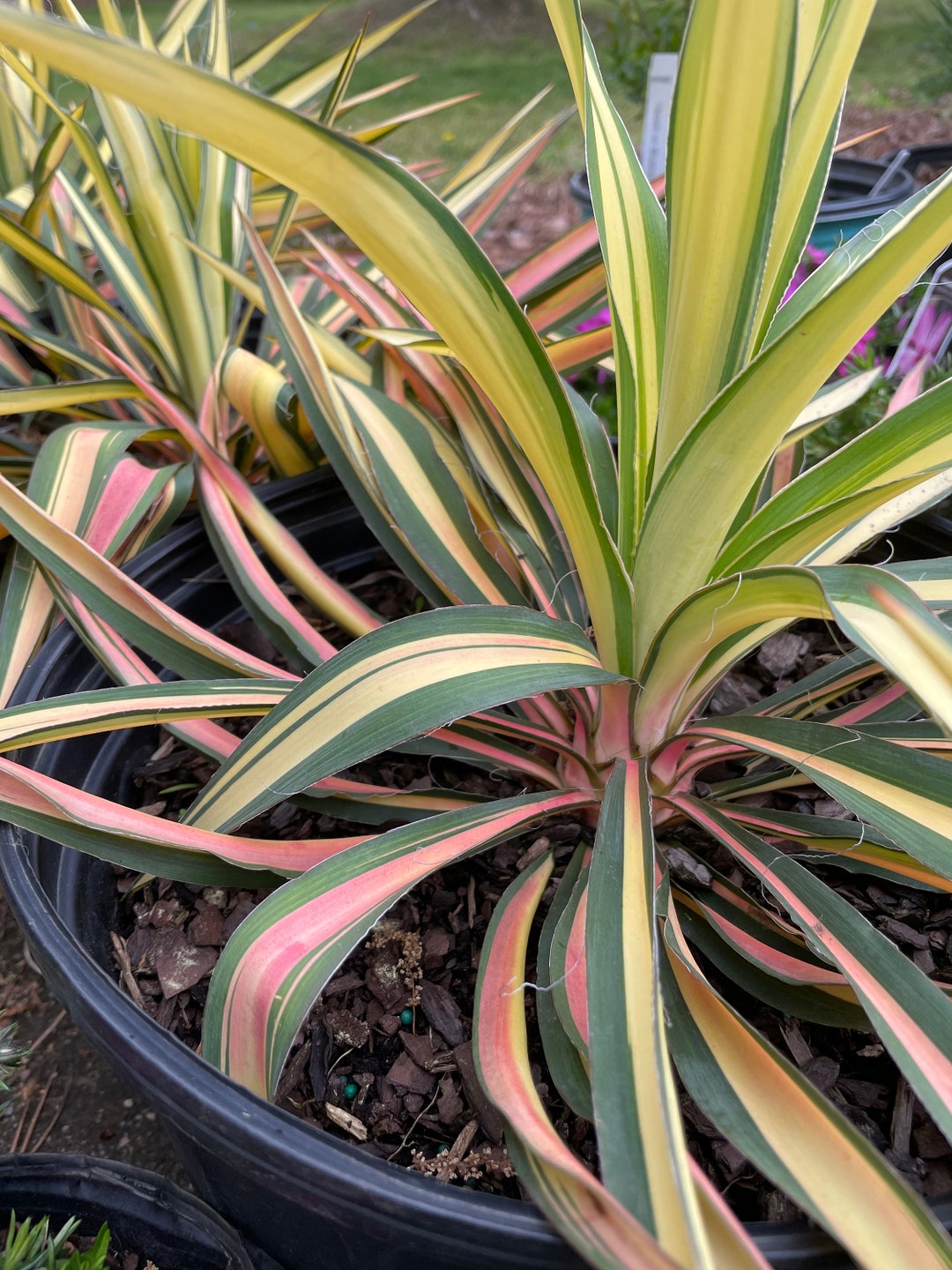 Yucca 'color Guard' (live Plant) - Etsy