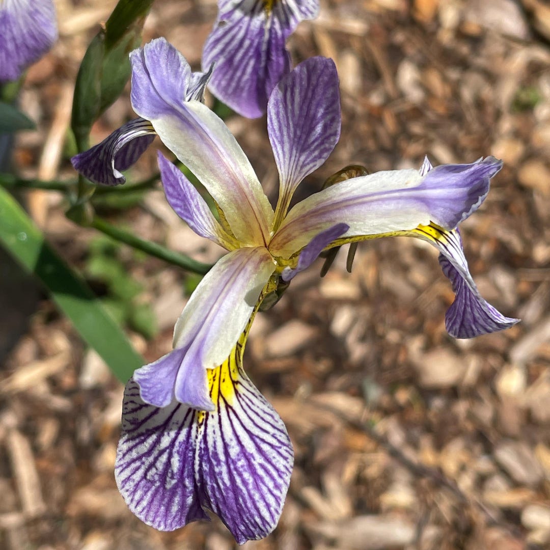 Iris 'gerald Darby' (live Plant) - Etsy