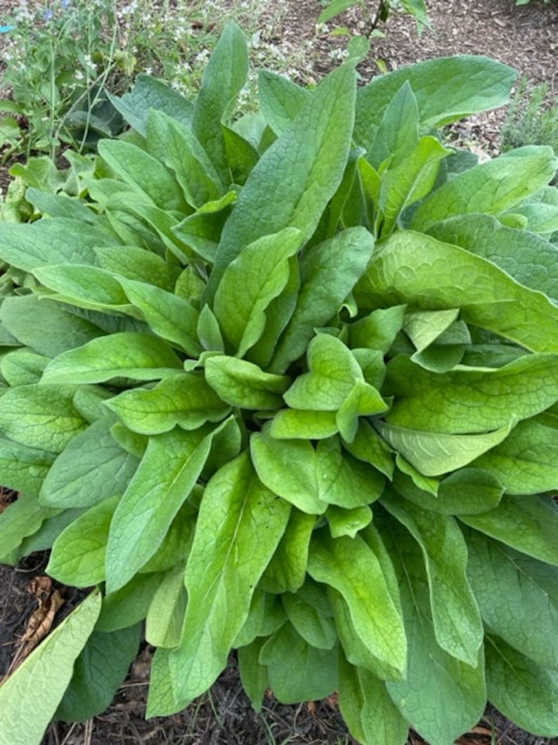 Bocking 14 Russian Comfrey (root Cuttings) - Etsy